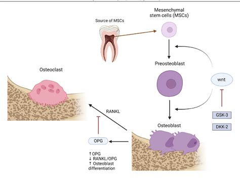 Figure 1 From Bone Repair And Key Signalling Pathways For Cell Based Bone Regenerative Therapy