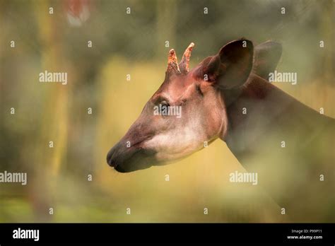 Okapi Blue Tongue