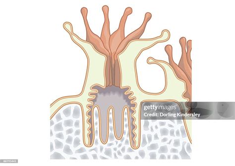 Digital Illustration Of Coral Polyp Showing Nutrients Diffused Through Gastrodermis Into Tissue