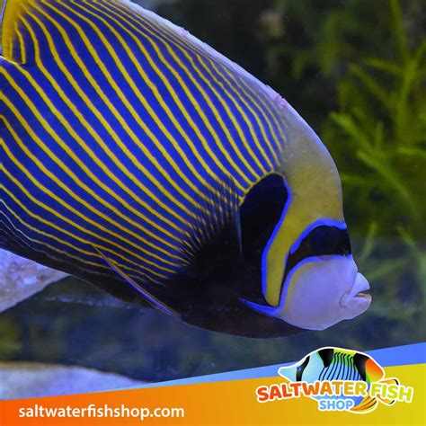 Juvenile Emperor Angelfish Facts