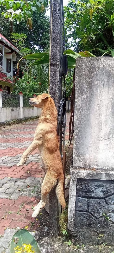 Average Mallu “mass Culling Is The Only Solution” Also Average Mallu