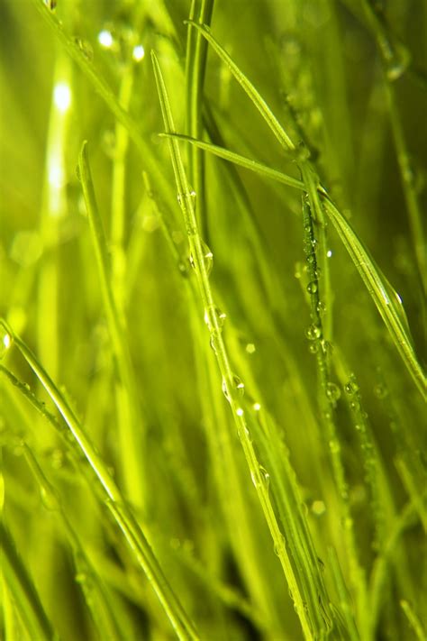 Wet Grass Free Photos On