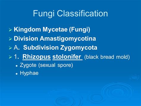 Fungi Molds And Yeasts Ppt Video Online Download