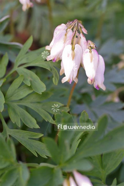 Dicentra Aurora Bleeding Heart 103139 Flowermedia