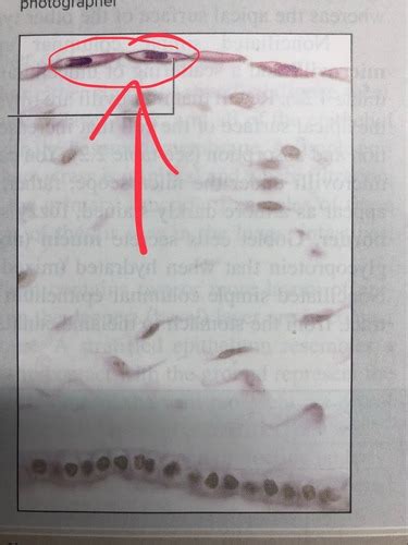 Epithelial Tissues Flashcards Quizlet