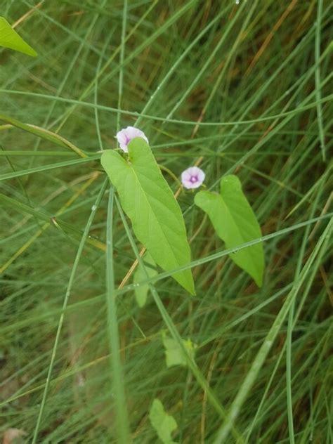 Ipomoea Eriocarpa طبيعة السعودية