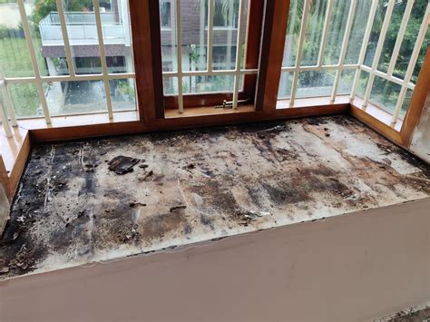 please help me out! : r/Mold
