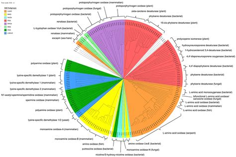 Bioinformatic Analysis Of The Flavin Dependent Amine Oxidase
