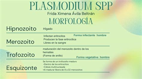 Plasmodium Spp Frida Ávila Udocz