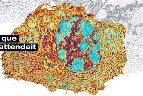 Cellules Eucaryotes Lhypothèse Que Personne Nattendait Science Et Vie