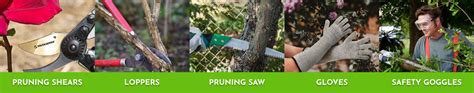 Pruning Ninebark A Complete Guide To Shaping Your Gardens Gem Plantilio
