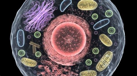 Engineering Synthetic Cellular Systems Technology Networks