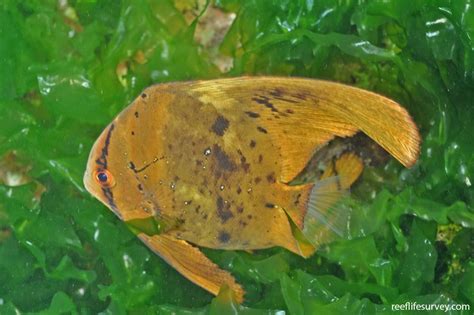 Platax Orbicularis Round Batfish Reef Life Survey