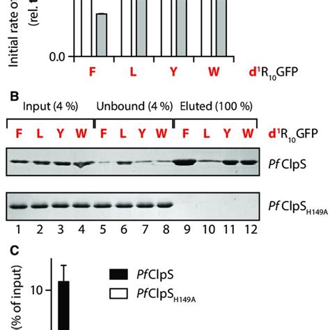 Pfclps Exhibits Reduced Affinity For N End Rule Substrates Bearing An