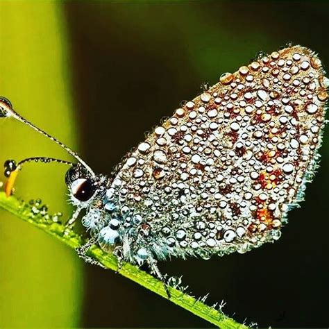 الفراشات لا تعرف ألوان أجنحتها ولكن أعين البشر تعرف مدى روعتها، أنت لا تعرف مدى روعتك، ولكن هناك