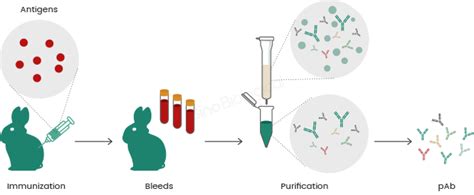 Monoclonal Vs Polyclonal Antibodies Sino Biological
