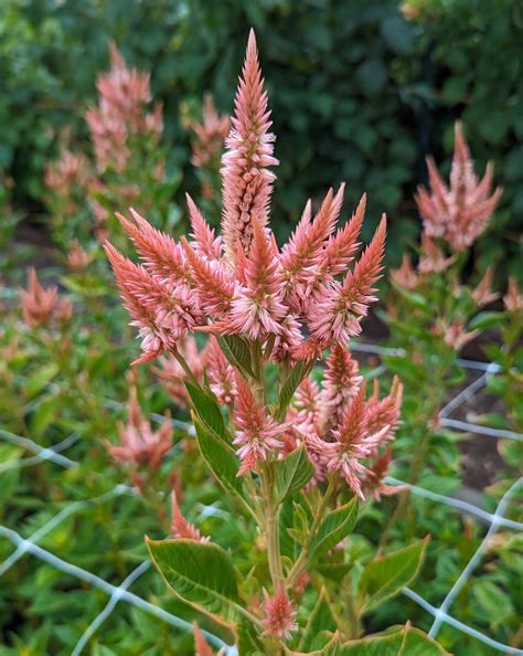 Celosia Celway Terracotta Snuck Farm