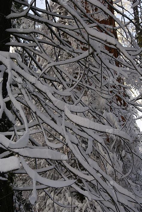 雪松林雪素材 花瓣网