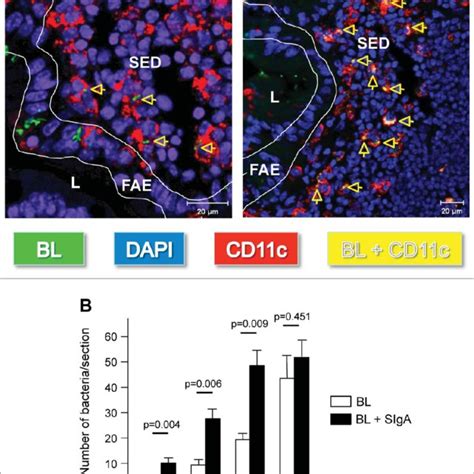 Regulation Of Pigr Gene Transcription By Microbial Products And Host