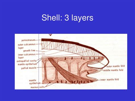 Ppt Phylum Mollusca Powerpoint Presentation Free Download Id1067124