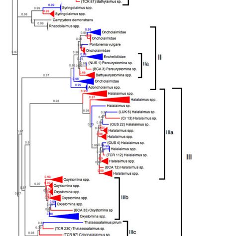 Bayesian Phylogeny Based On Ssu Data Displaying The Habitats Of Marine