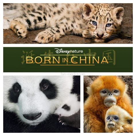 Disneynatures Born In China Fun Facts Education Guide And Activity