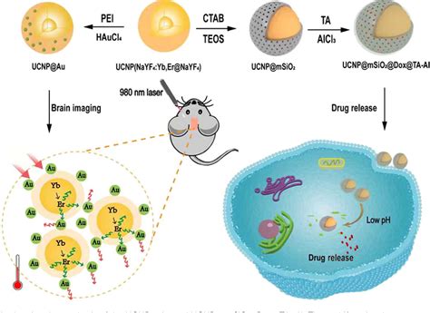 Figure From Engineered Rare Earth Nanomaterials For Fluorescence Imaging And Therapy