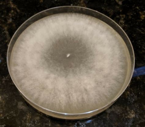 Mycelium Or Mold Rmycology