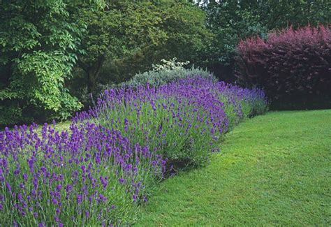 30 Garden Color Schemes That Feel Like A Mood Board Come To Life