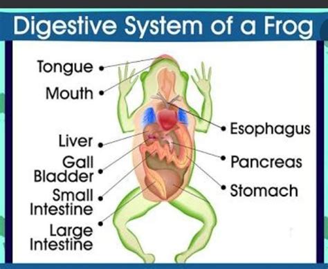 Frog Digestive System