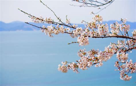 春の海 ひねもす のたりのたりかな チャレジョブセンター桶川チャレジョブセンター