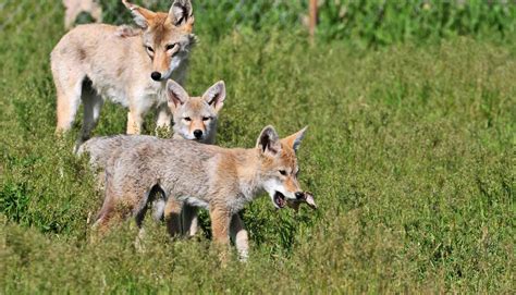 Coyote Mother And Pups At Norma Castro Blog
