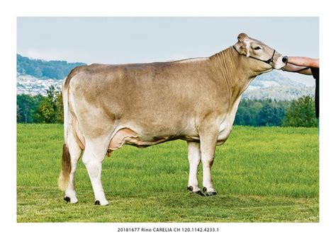 Viehzucht Original Braunvieh Und Brown Swiss Gibt Keine Kreuzungstiere