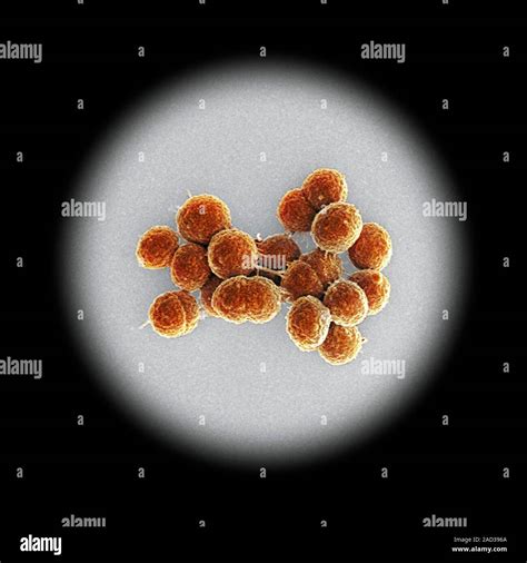 Enterococcus Faecalis Bacteria Coloured Scanning Electron Micrograph Enterococcus Faecalis Bacteria Coloured Scanning Electron Micrograph