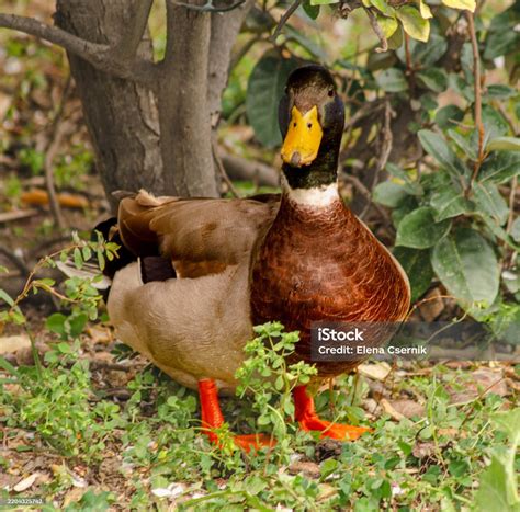 Mallard Duck In Natural Habitat Stunning Wildlife Photography Stock
