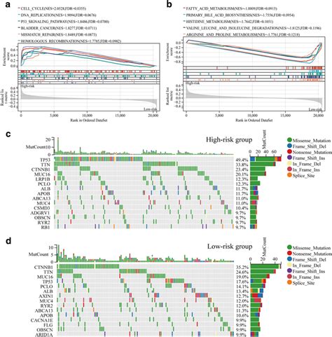 Analysis Of Gsea And Gene Mutation Results A Major Pathway Of