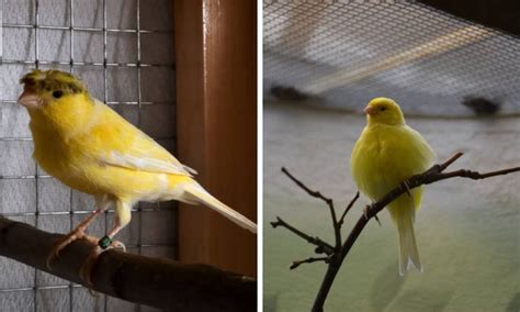 The Role Of Canary Nest In Canary Breeding A Comprehensive Guide
