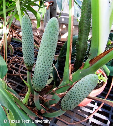 Split Leaf Philodendron Fruit