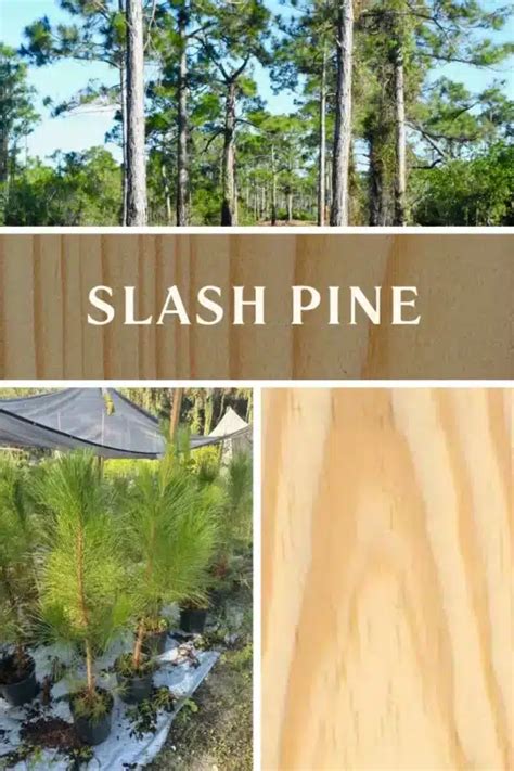Slash Pine 5 Key Benefits You Need To Know