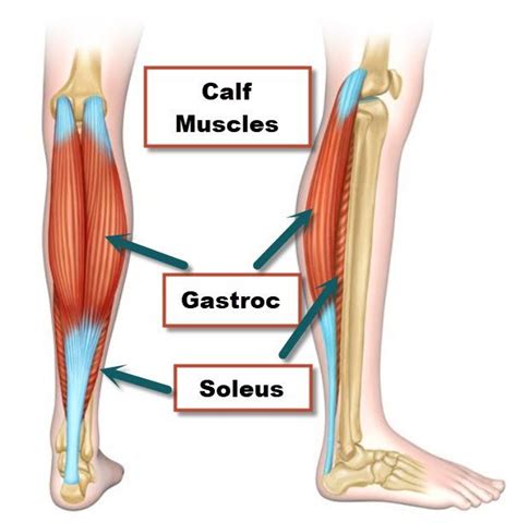 Knee Anatomy Muscles Ligaments And Cartilage
