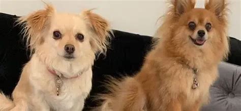 Coco And Candy Chis Mauled To Death By Two Staffies As Their Owner Laughed