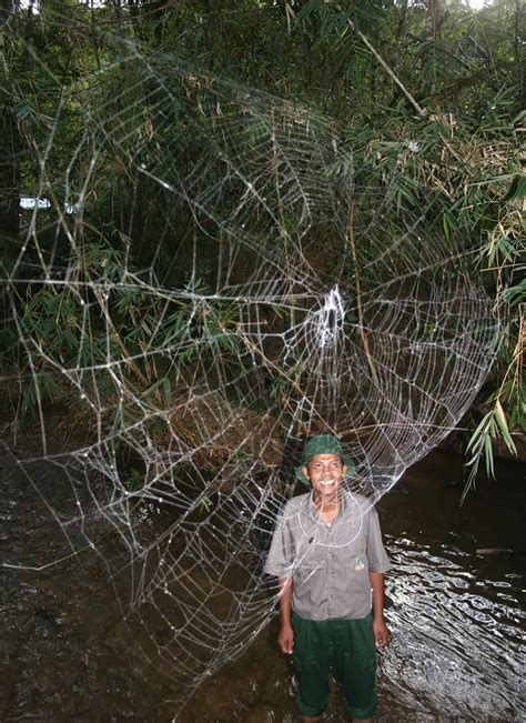 Deadly Venoms Tougher Than Steel Webs Elements Of Science Magazine