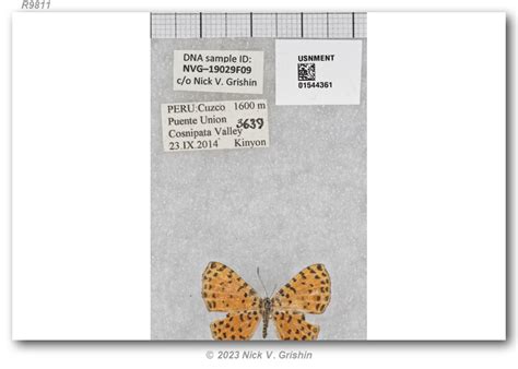 Argyrogrammana N Nurtia Pinned Specimens