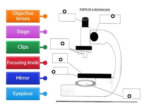 Microscope Parts Labelled Diagram
