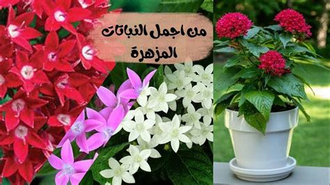 كيف اهتم بنبات البنتاس النجمة المصريه بنتاس لانسولاتا😍اكثار ورعاية