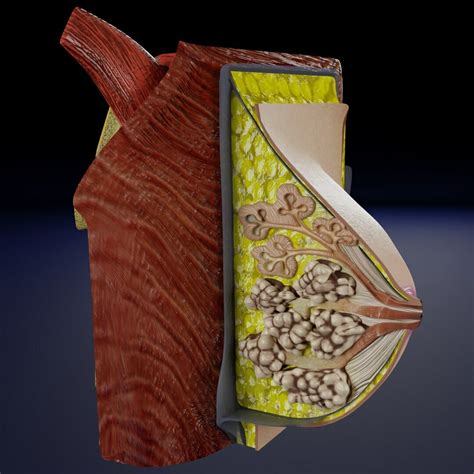 Archivo 3d Anatomía Mamaria Histología Detallada Etiquetada Precisa 📚