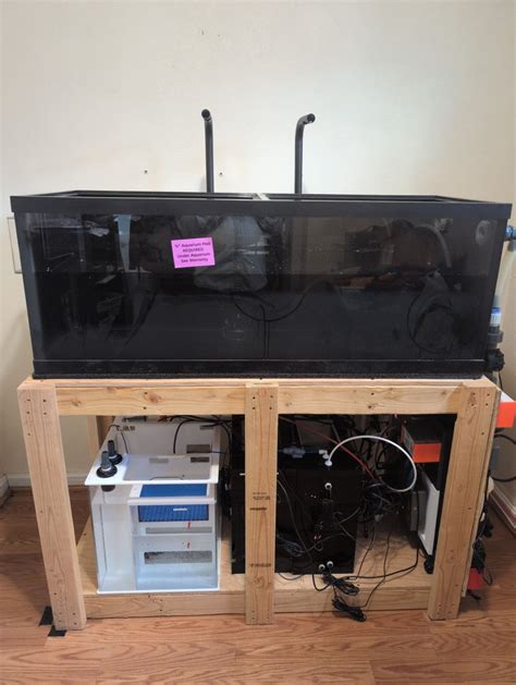 Build Thread Reef Showcase 5 Dwarf Angels And 6line Wrasse 84