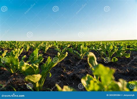 Small Sugar Beet Plants Grow In A Field Crops Of Sugar Beet Plants