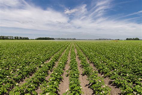 Effective Wireworm Control In Potato Crops With Beneficial Nematodes