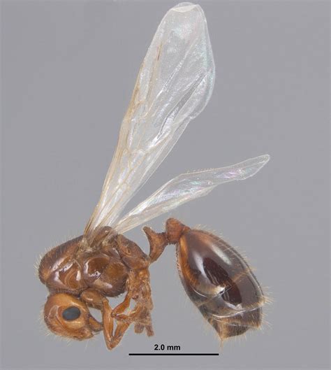 Solenopsis Invicta Buren